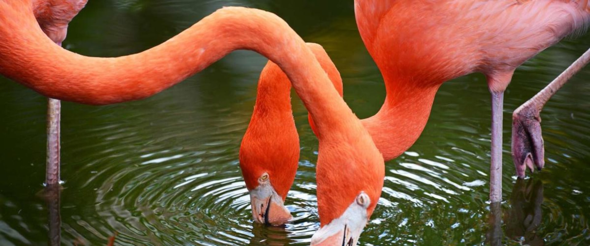 The Evolution of Zoos in St. Lucie County, Florida